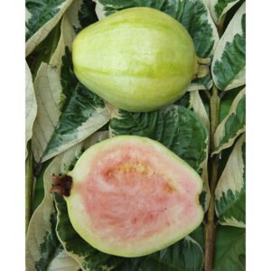 Buy Guava / Perakka (Varigated, Layer) Fruit Plant| Greens Of Kerala