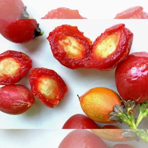 Buy Avocado / Butter Fruit (Wayanad, Graft) Fruit Plant Online