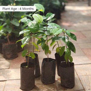 Buy Pear / Sabarjilli (Layer) Fruit Plant Online | Greens Of Kerala