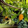 Buy Pear / Sabarjilli (Layer) Fruit Plant Online | Greens Of Kerala