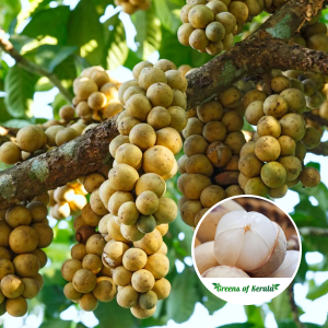 Buy Madrono (Seedling) Fruit Plant Online | Greens Of Kerala