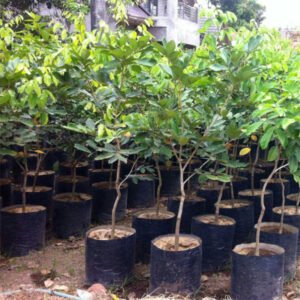 Buy Rambutan (N18, Bud) Exotic Fruit Plant | Greens Of Kerala
