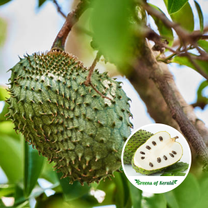 Buy Rare Exotic Fruit Plants Online | All India Delivery | Greens Of Kerala