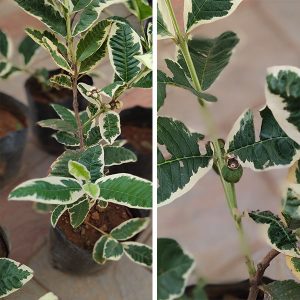 Buy Guava / Perakka (Varigated, Layer) Fruit Plant| Greens Of Kerala
