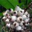 Know Everything about Poocha Pazham ( Cat Eye Fruit) | Greens Of Kerala