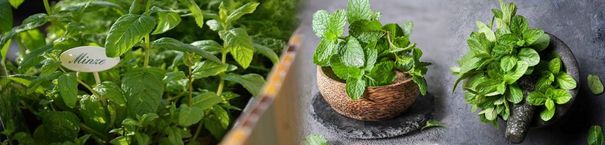 How to Grow Mint at Home Using Cutting | Greens Of Kerala