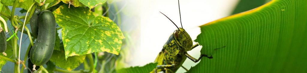 Viruses and Bugs Attack on Veggies and Its Remedies | Greens Of Kerala