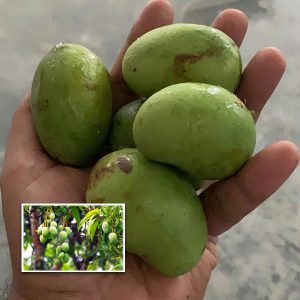 Buy Mango (Malgova, Graft) Fruit Plant Online | Greens Of Kerala