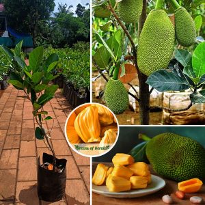 Buy Jackfruit (Red Jack / Deang Surya ) Plant | Greens Of Kerala