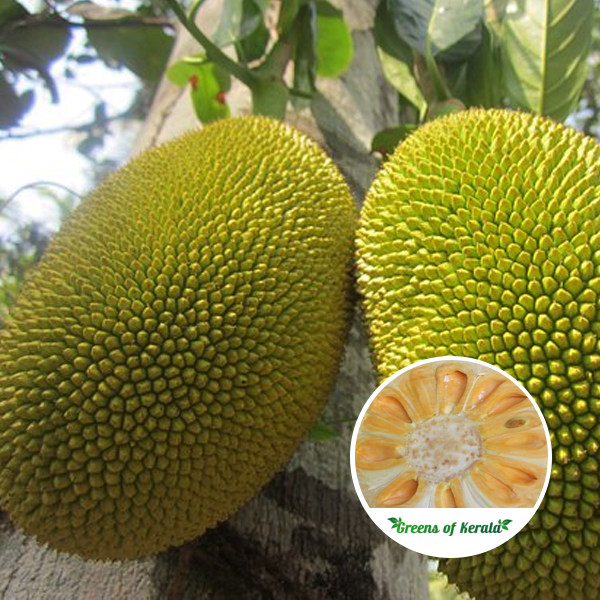Buy Cambodian Pala Pazham Plant Online | All India Delivery | Greens Of ...