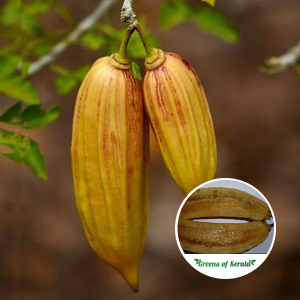 Buy Candle Fruit (Seedling) Fruit Plant | Greens Of Kerala