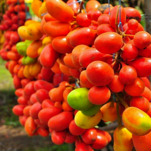Buy Dunal (Uvaria Rufa, Seedling) Fruit Plant | Greens Of Kerala